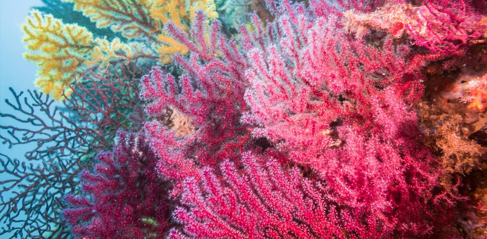 Vendita Coralli Online - ReefLab