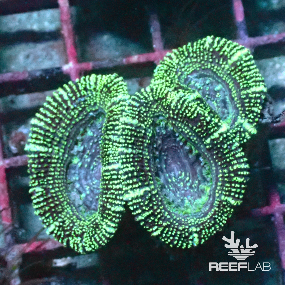 Acanthastrea lordhowensis | ReefLab