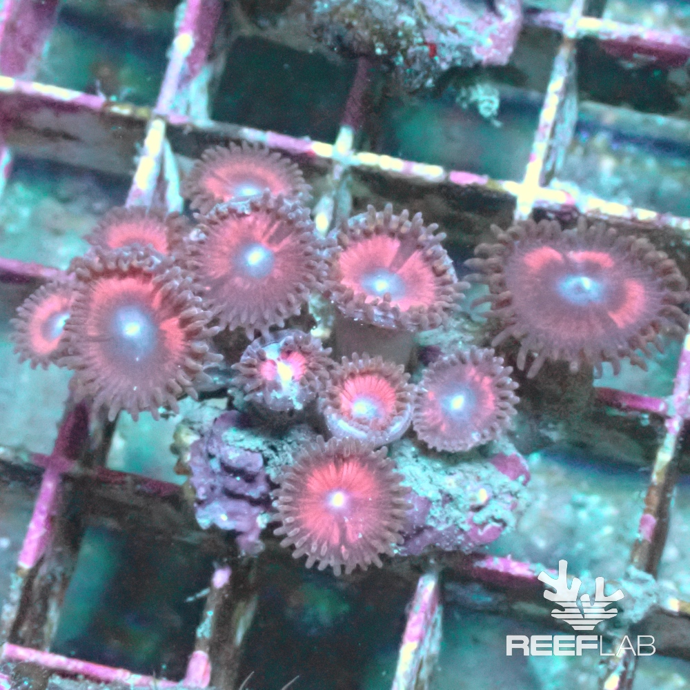 Zoanthus spp | ReefLab