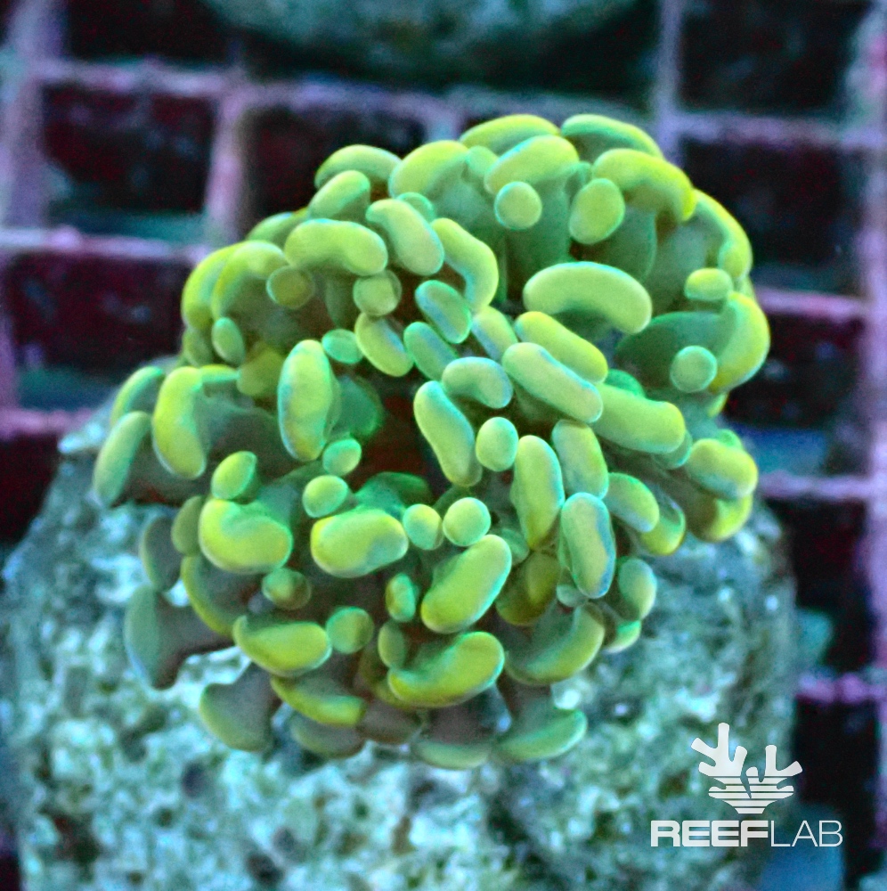 Euphyllia paraancora | ReefLab