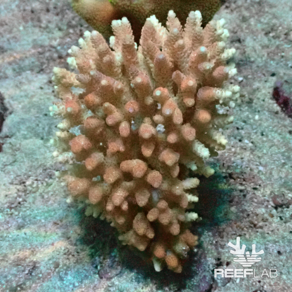 Acropora millepora XL | ReefLab
