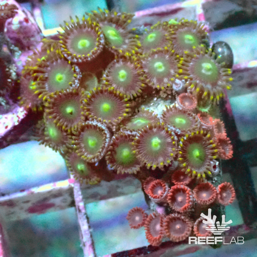 Zoanthus spp | ReefLab