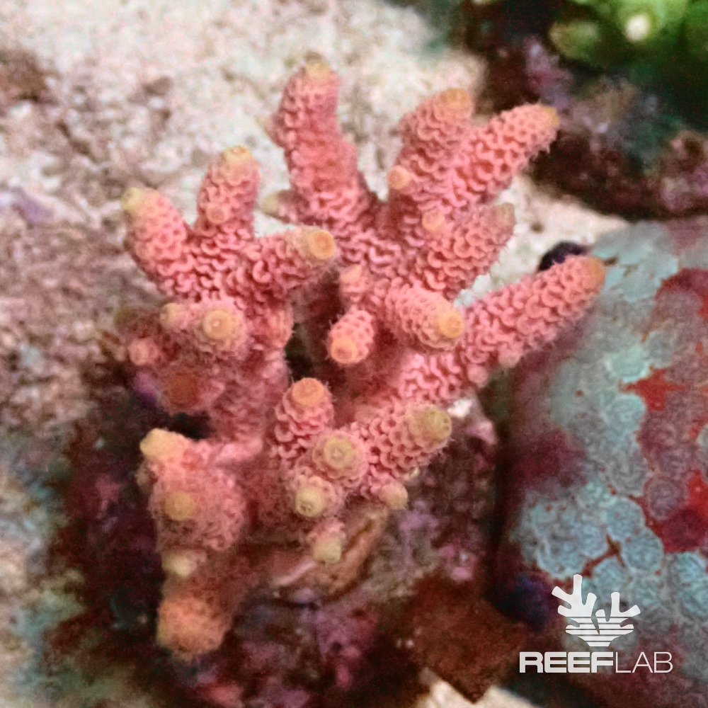 Acropora millepora | ReefLab