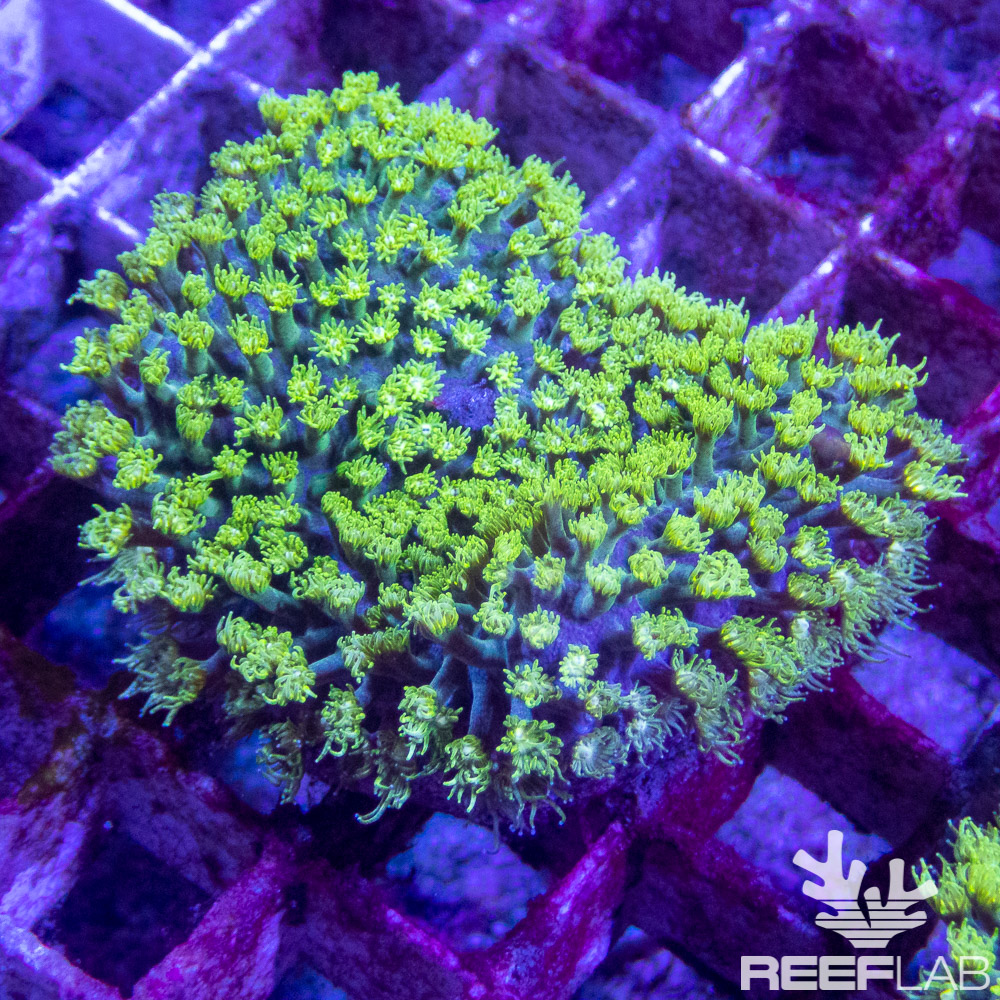 Goniopora spp | ReefLab