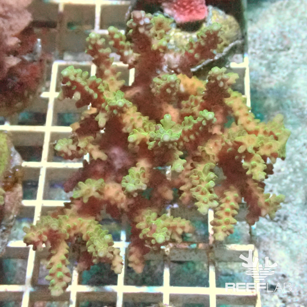 Acropora spp XL | ReefLab