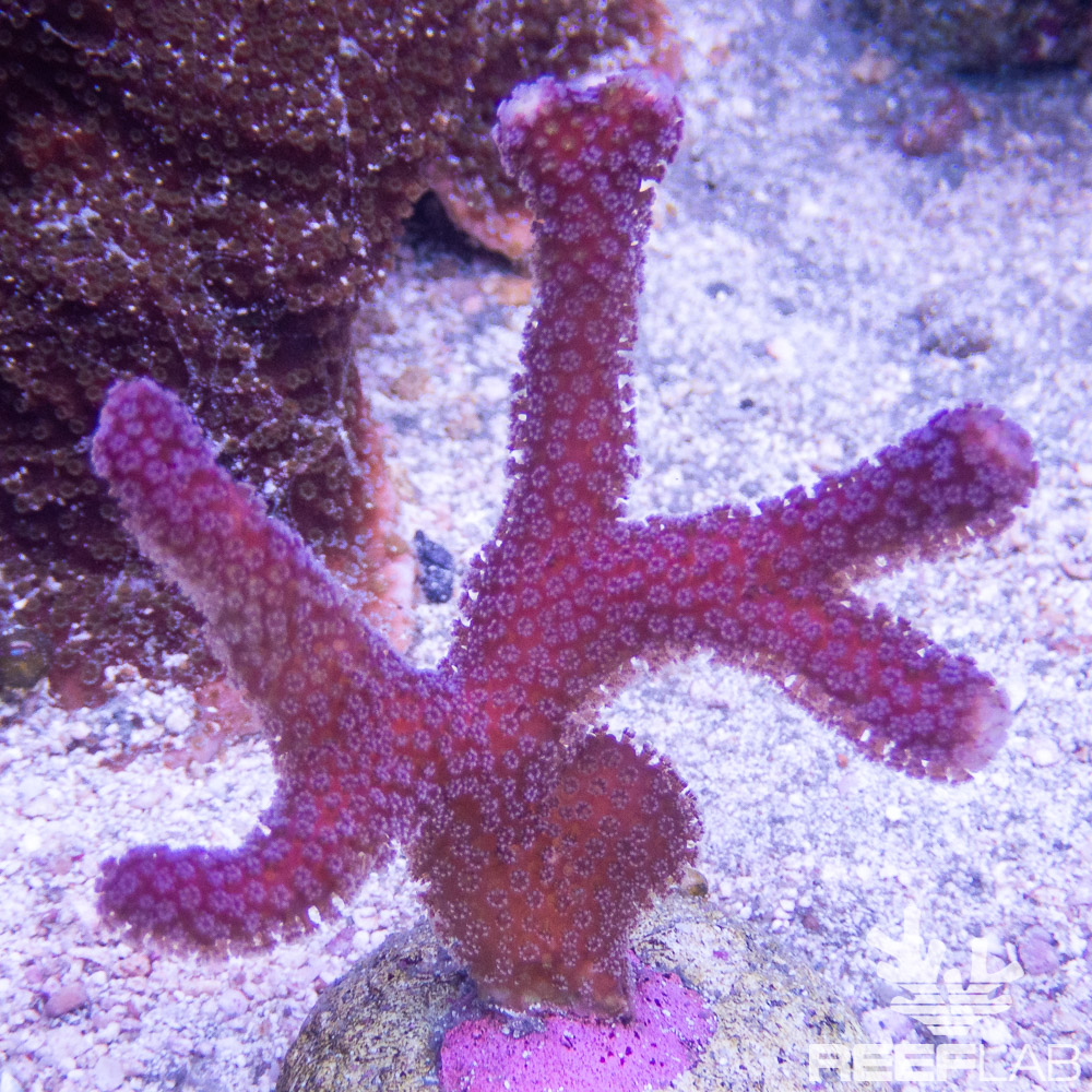 Stylophora spp | ReefLab