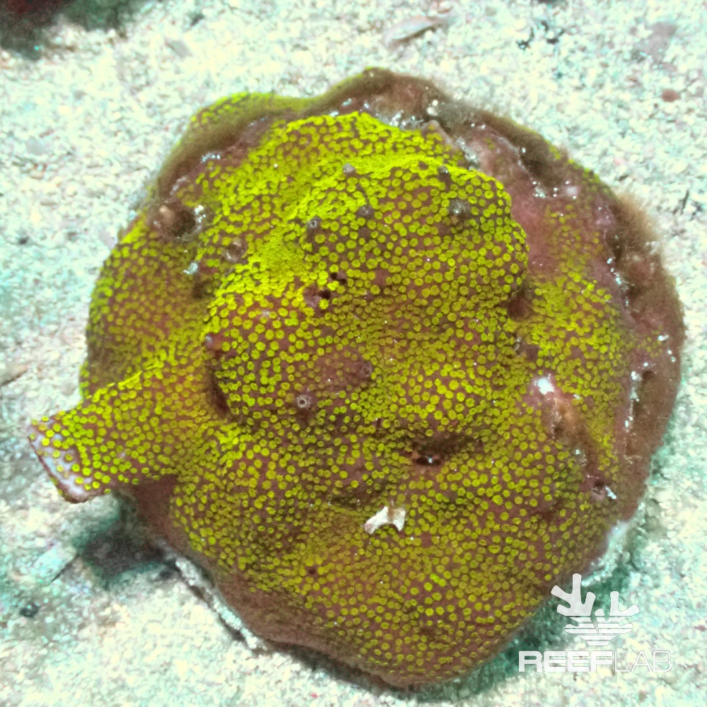 Montipora spp | ReefLab