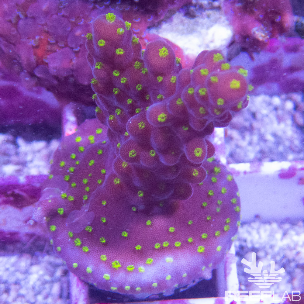 Acropora spp | ReefLab