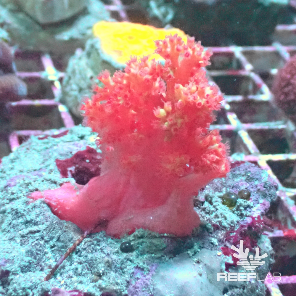 Scleronephthya spp | ReefLab