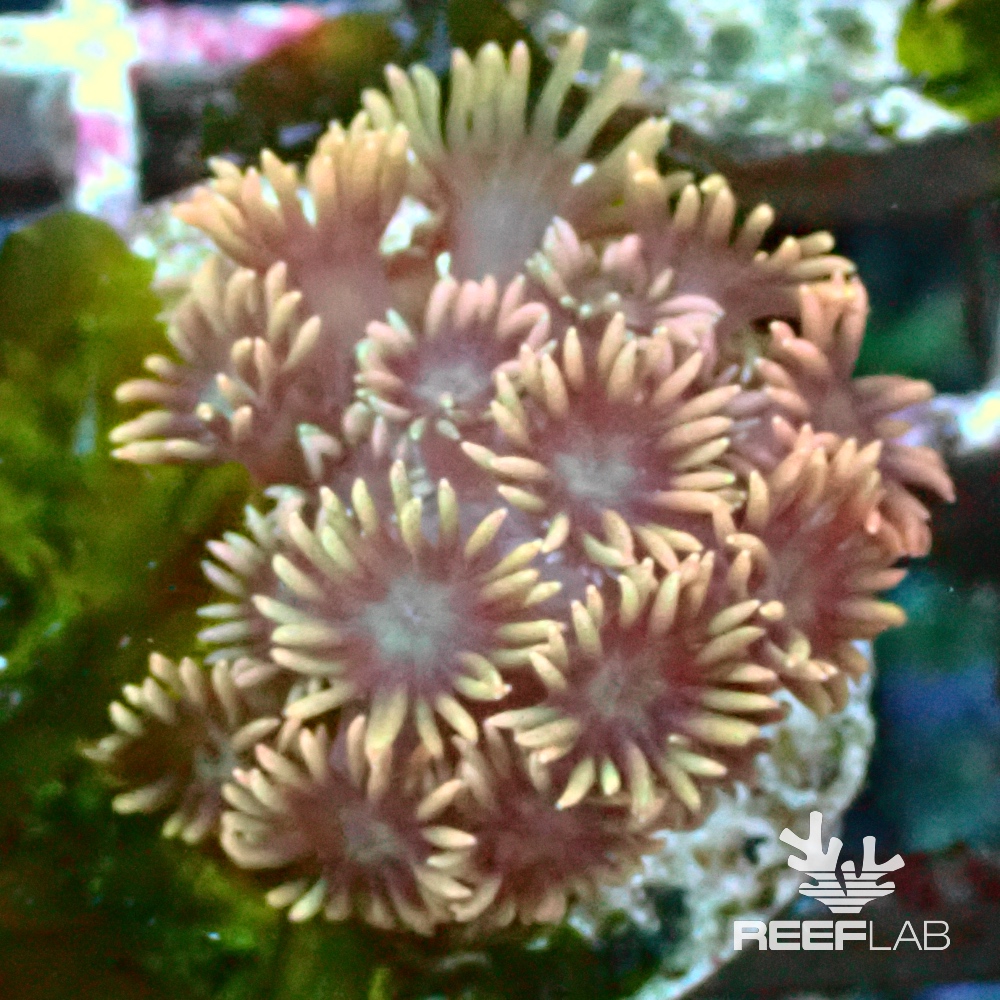 Goniopora spp | ReefLab