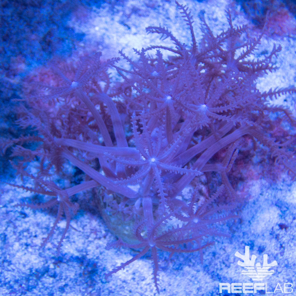 Anthelia spp | ReefLab