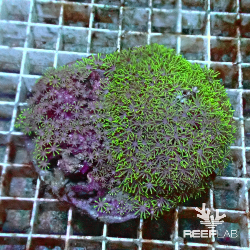 Pachyclavularia violacea XL | ReefLab