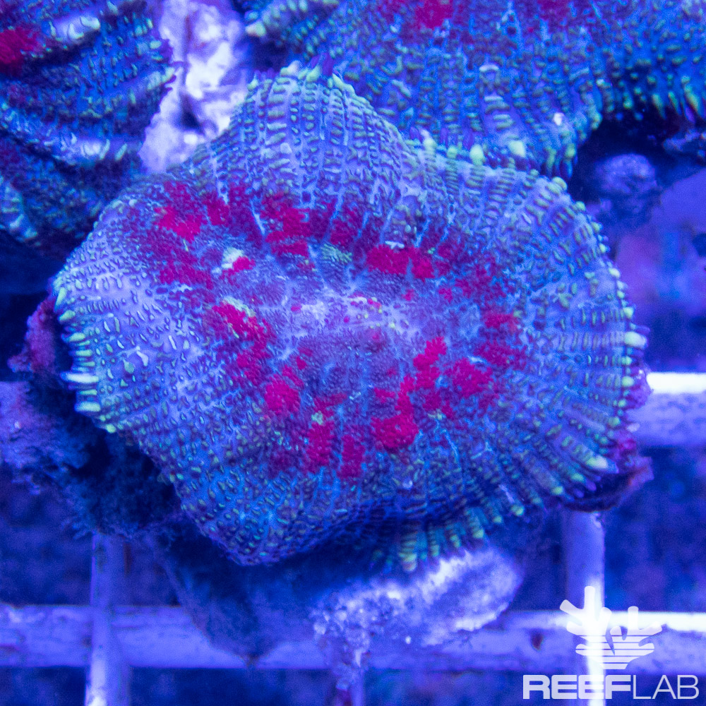 Rhodactis spp | ReefLab