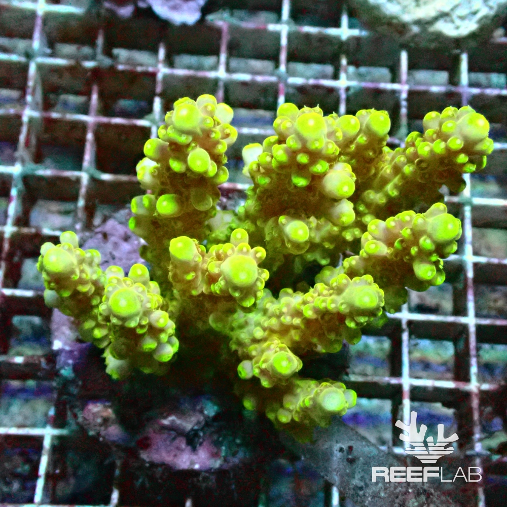 Acropora spp | ReefLab
