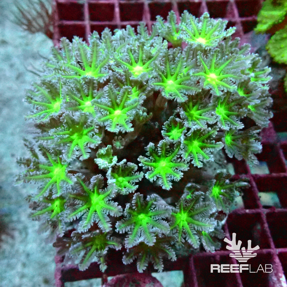 Clavularia spp | ReefLab