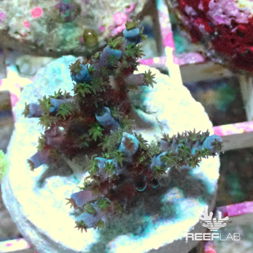 Acropora spp | ReefLab