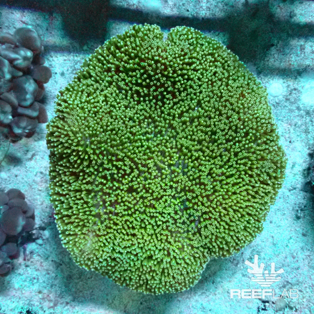 Sarcophyton spp | ReefLab