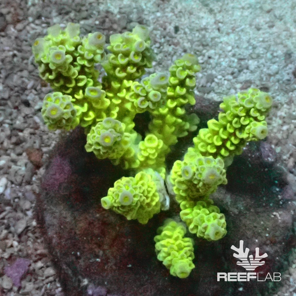 Acropora tenuis | ReefLab