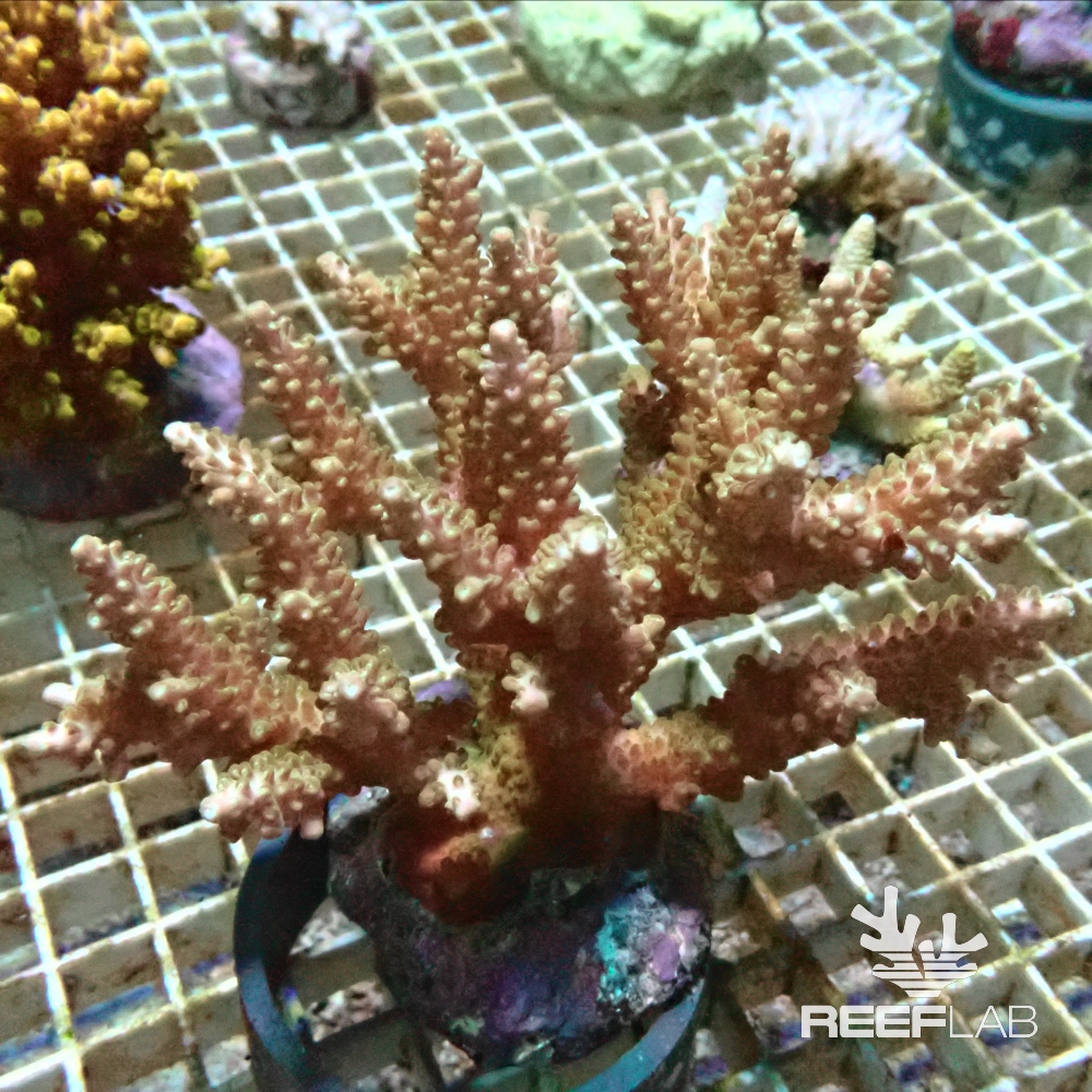 Acropora spp XL | ReefLab