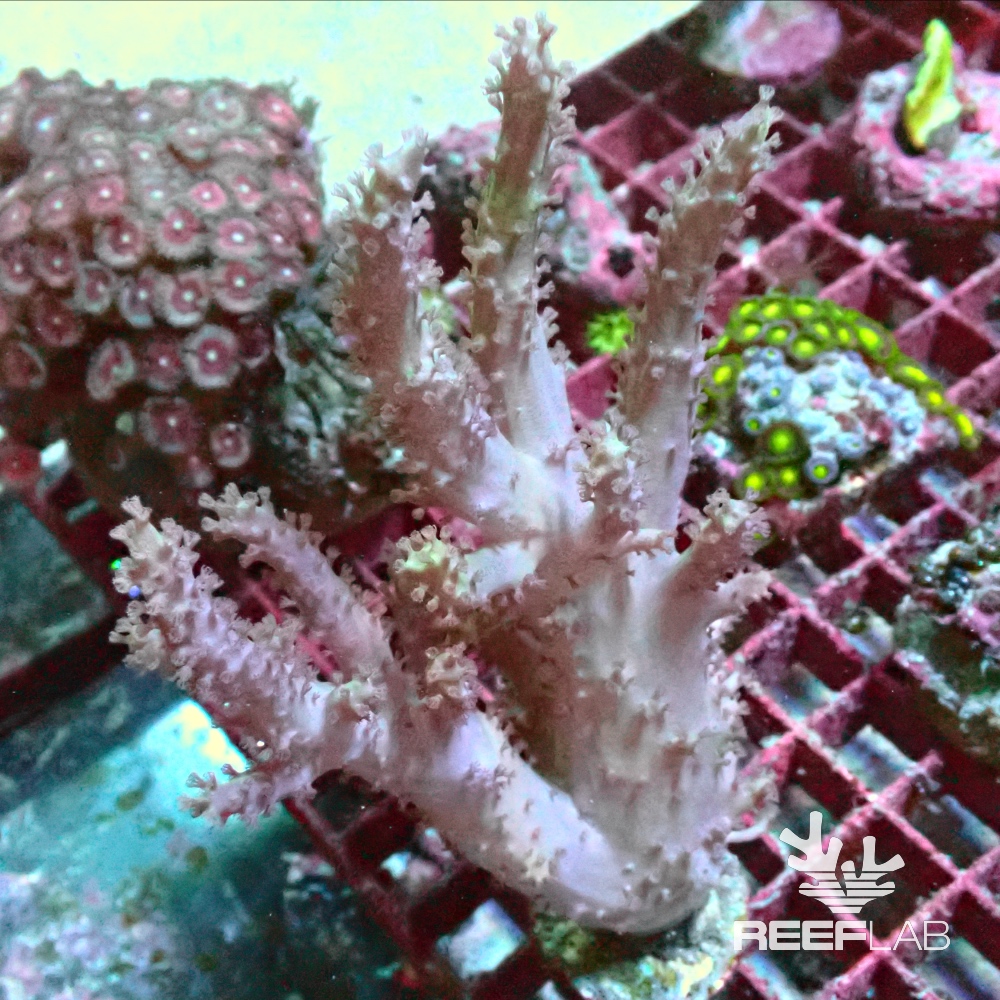 Sinularia spp | ReefLab