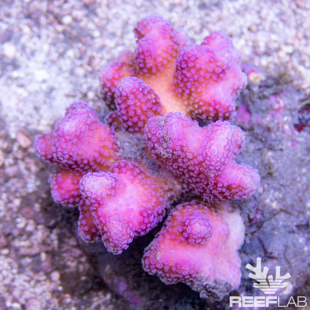 Stylophora pistillata | ReefLab