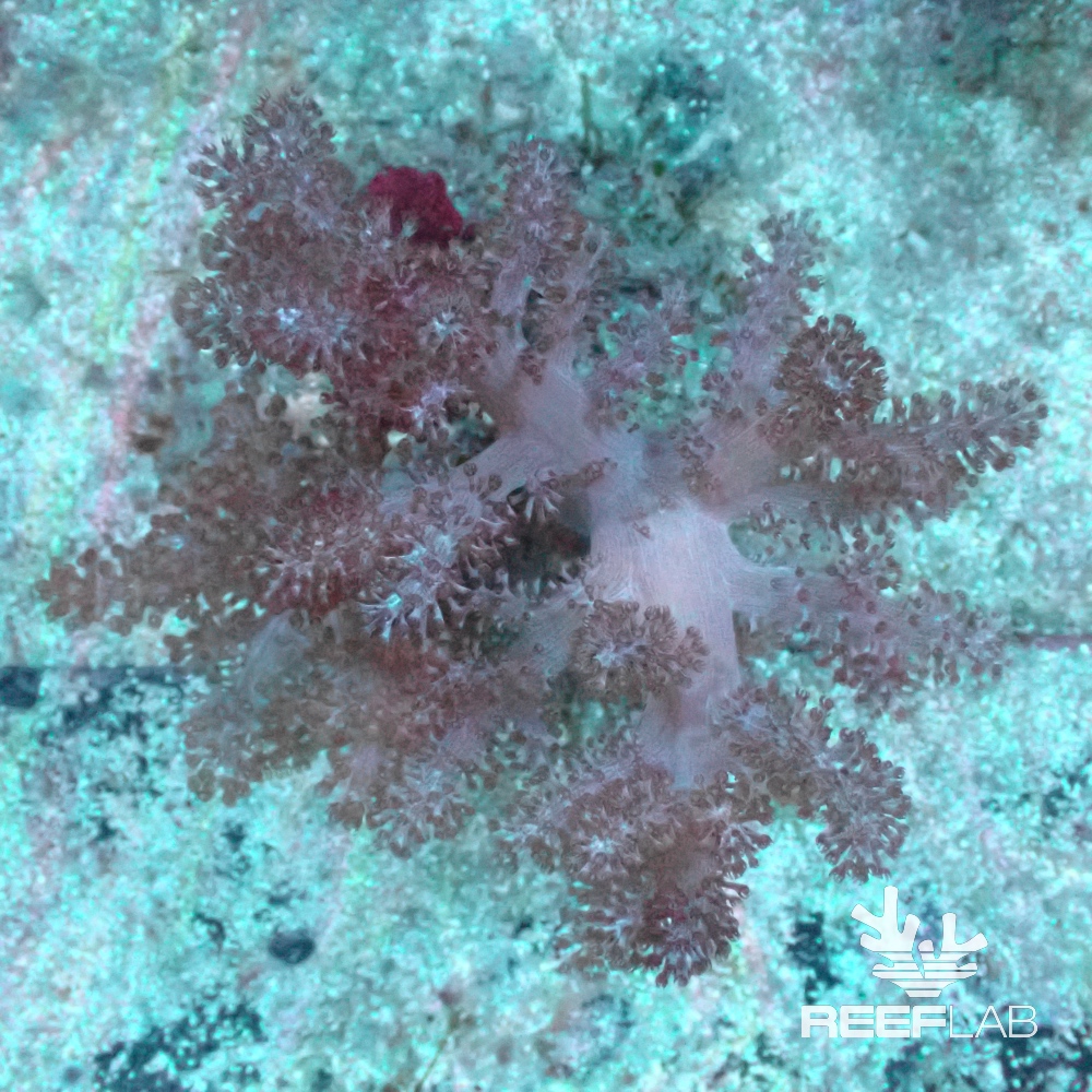 Litophyton arboreum | ReefLab
