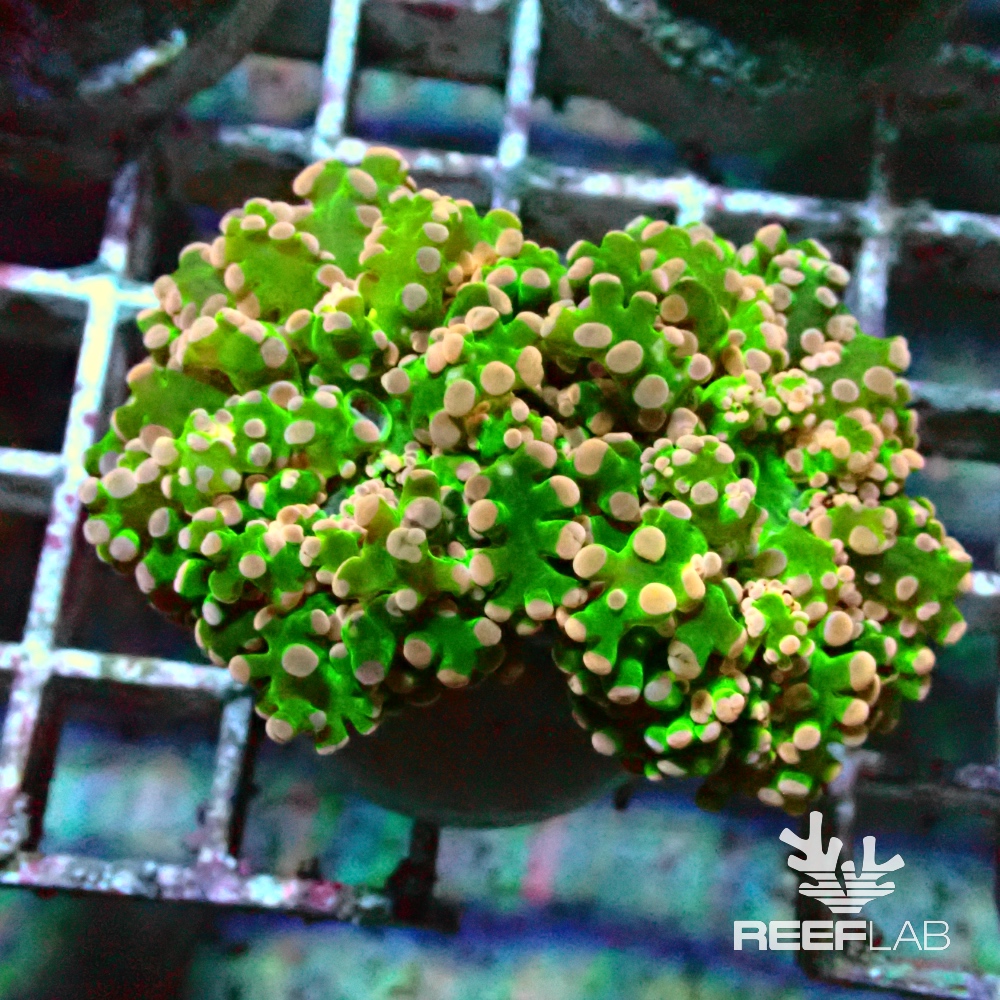 Euphyllia paradivisa "Pink Tips" | ReefLab