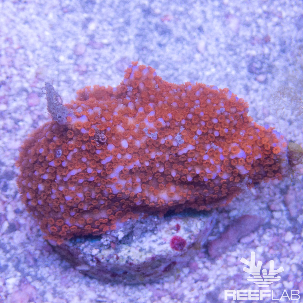 Montipora spp | ReefLab