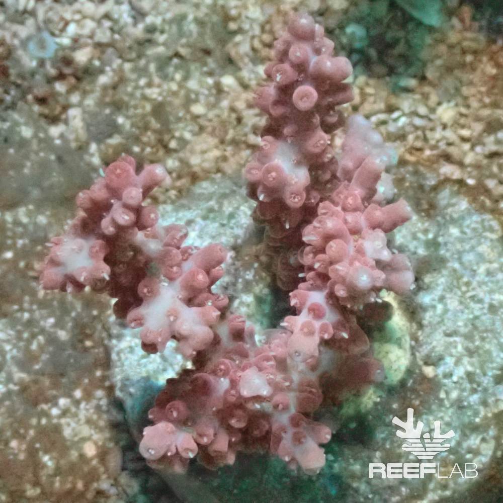 Acropora spp | ReefLab