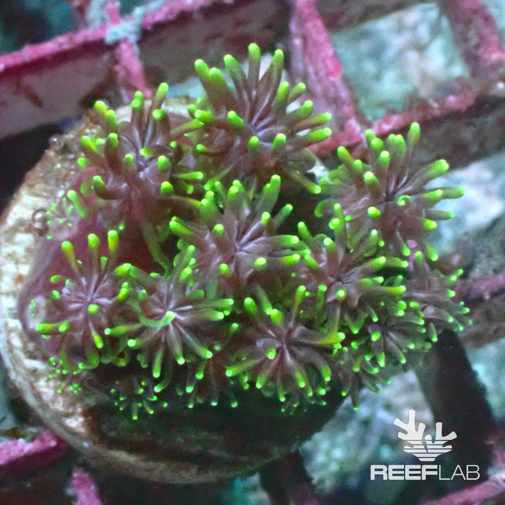 Galaxea spp | ReefLab