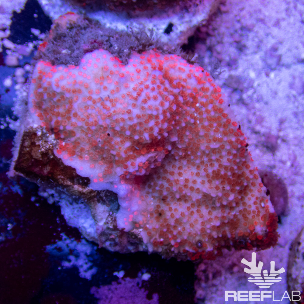 Montipora spp | ReefLab