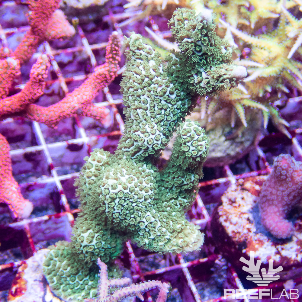 Montipora spp | ReefLab