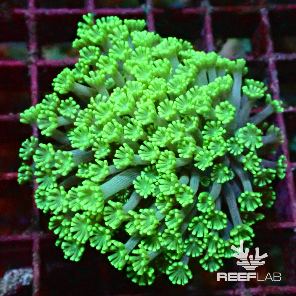 Alveopora spp | ReefLab