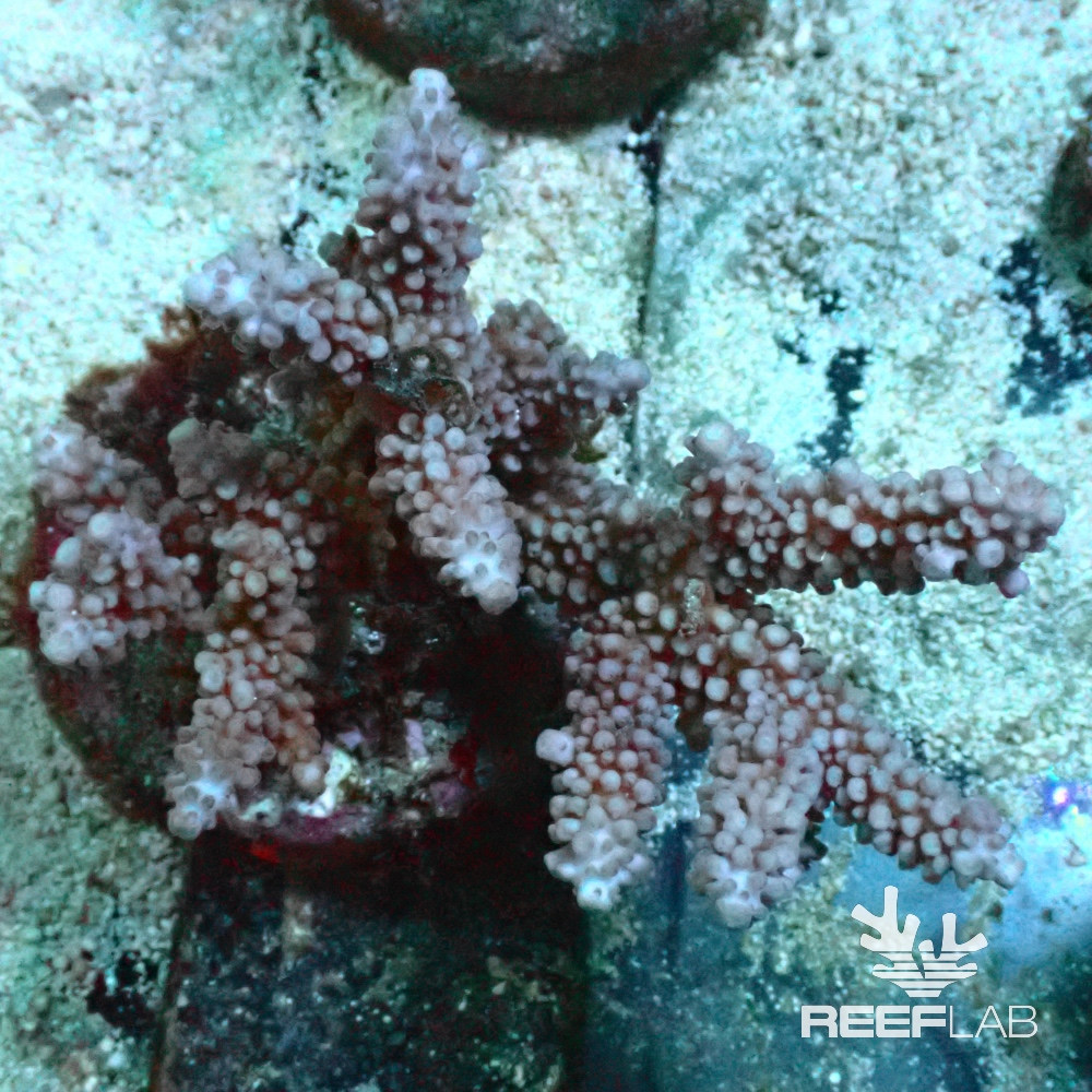 Acropora spp XL | ReefLab