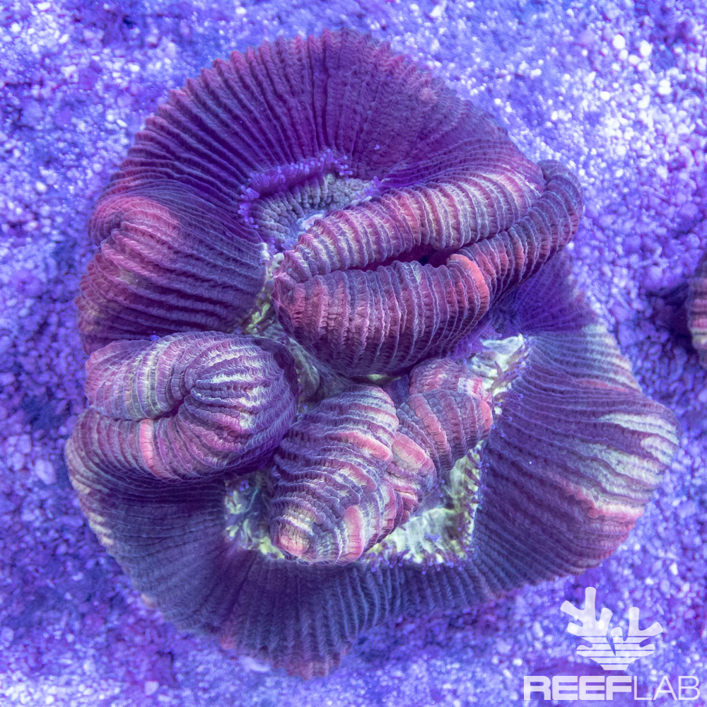 Trachyphyllia geoffroyi | ReefLab