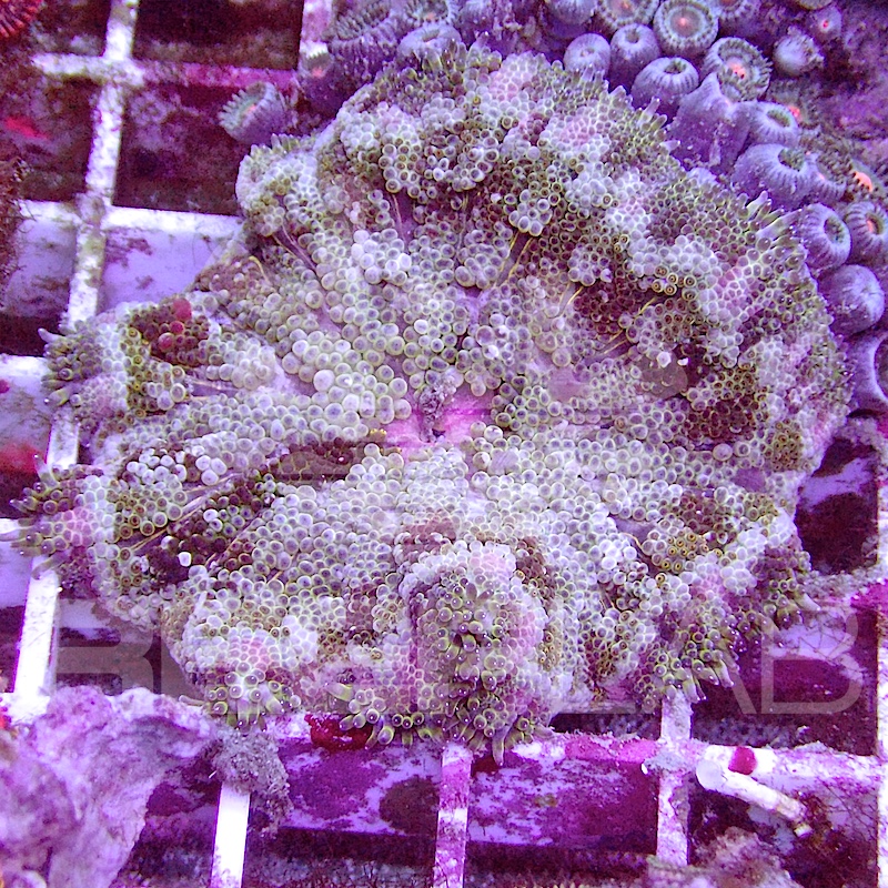 Stichodactyla tapetum | ReefLab