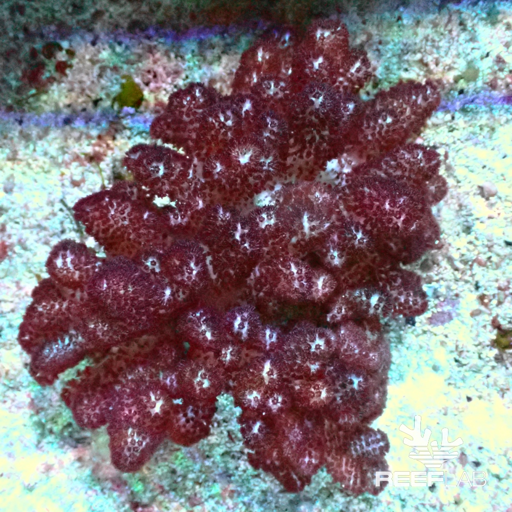 Sinularia spp | ReefLab