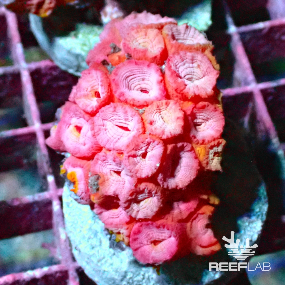 Tubastrea spp | ReefLab