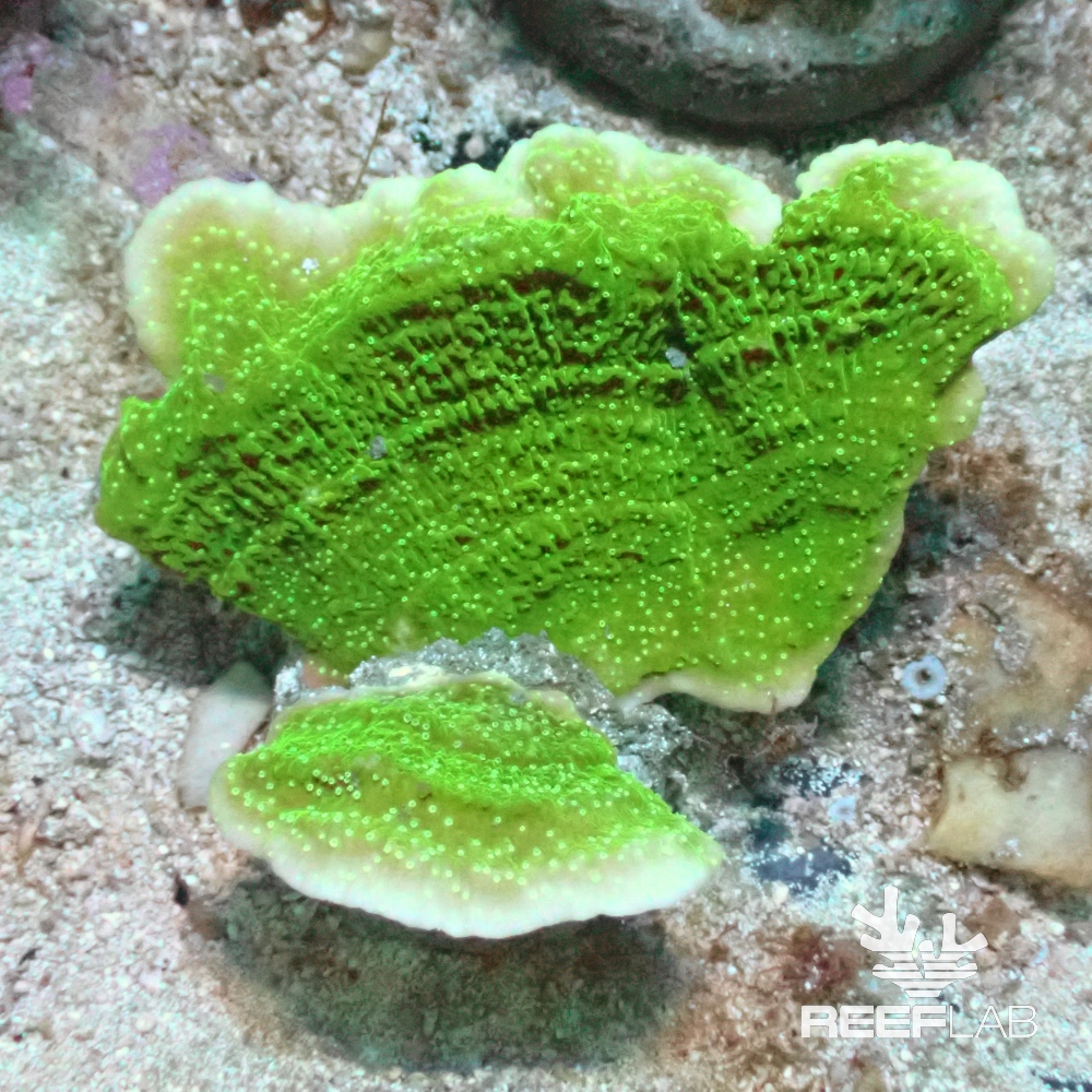 Montipora foliosa | ReefLab