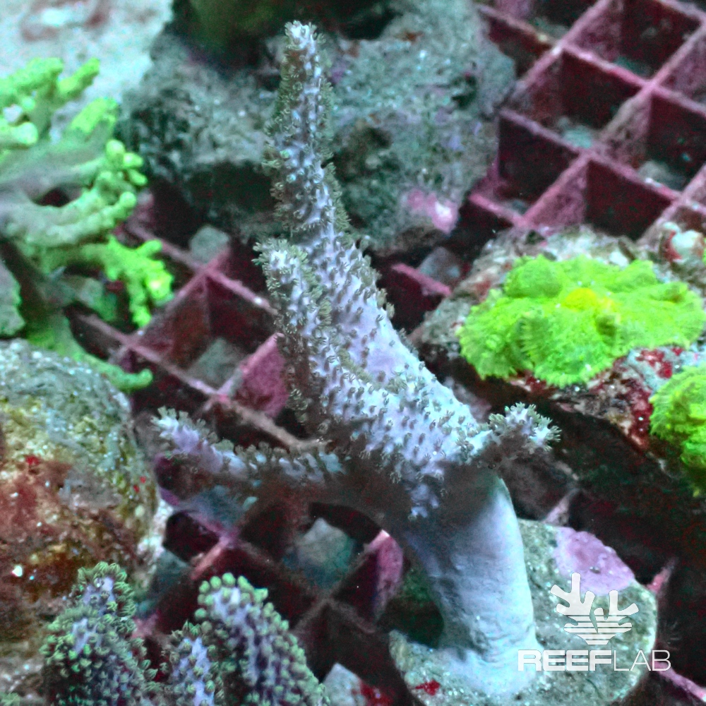 Sinularia spp | ReefLab