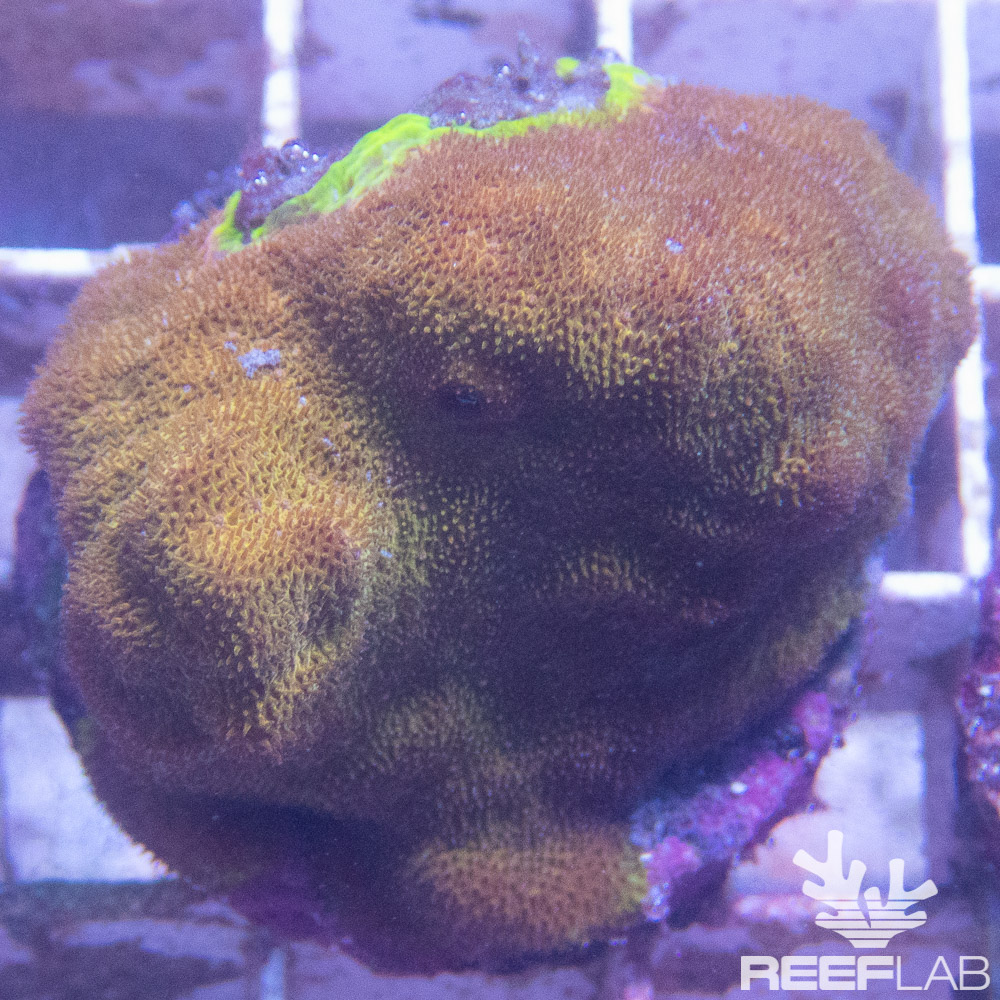 Psammocora spp | ReefLab