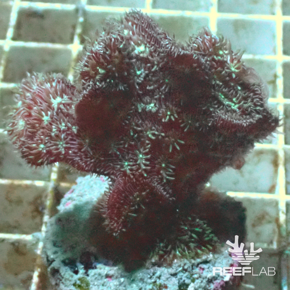 Pavona spp | ReefLab