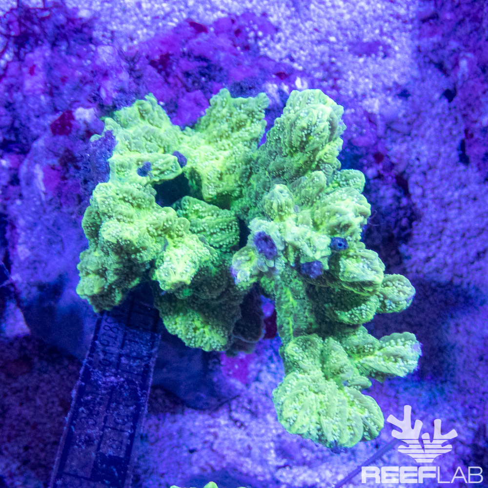 Hydnophora spp | ReefLab