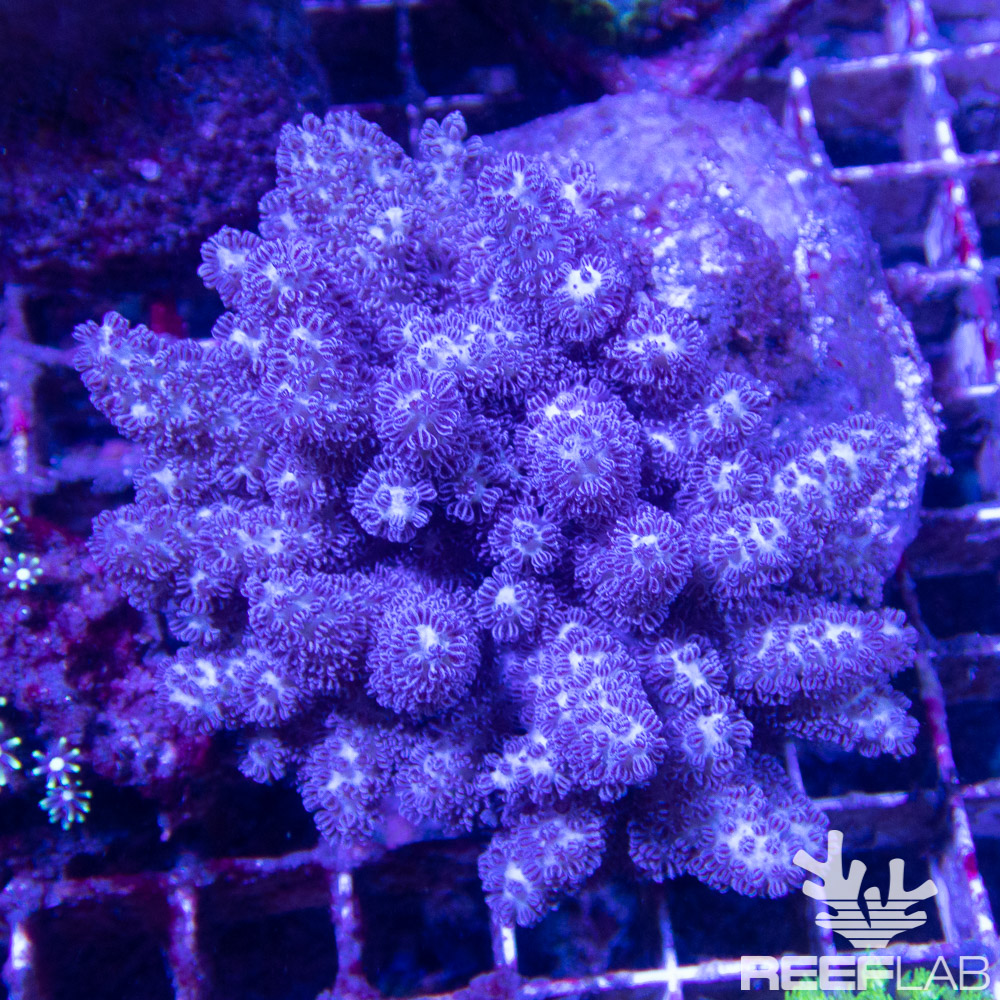 Sinularia spp | ReefLab