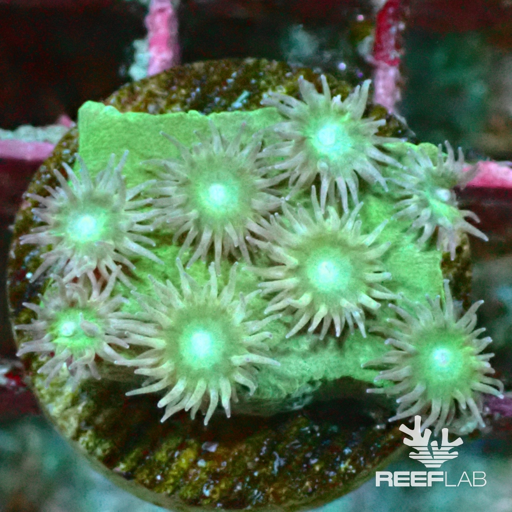 Turbinaria spp | ReefLab