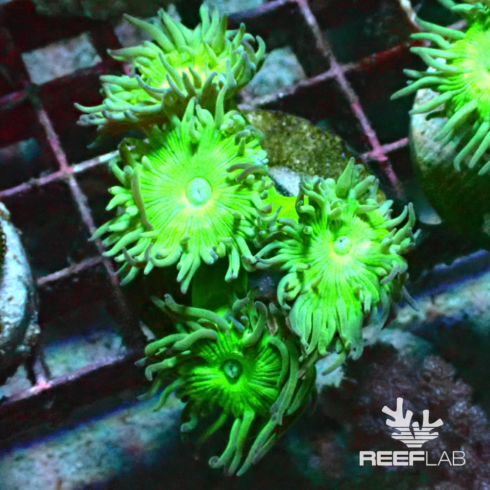 Duncanopsammia axifuga | ReefLab