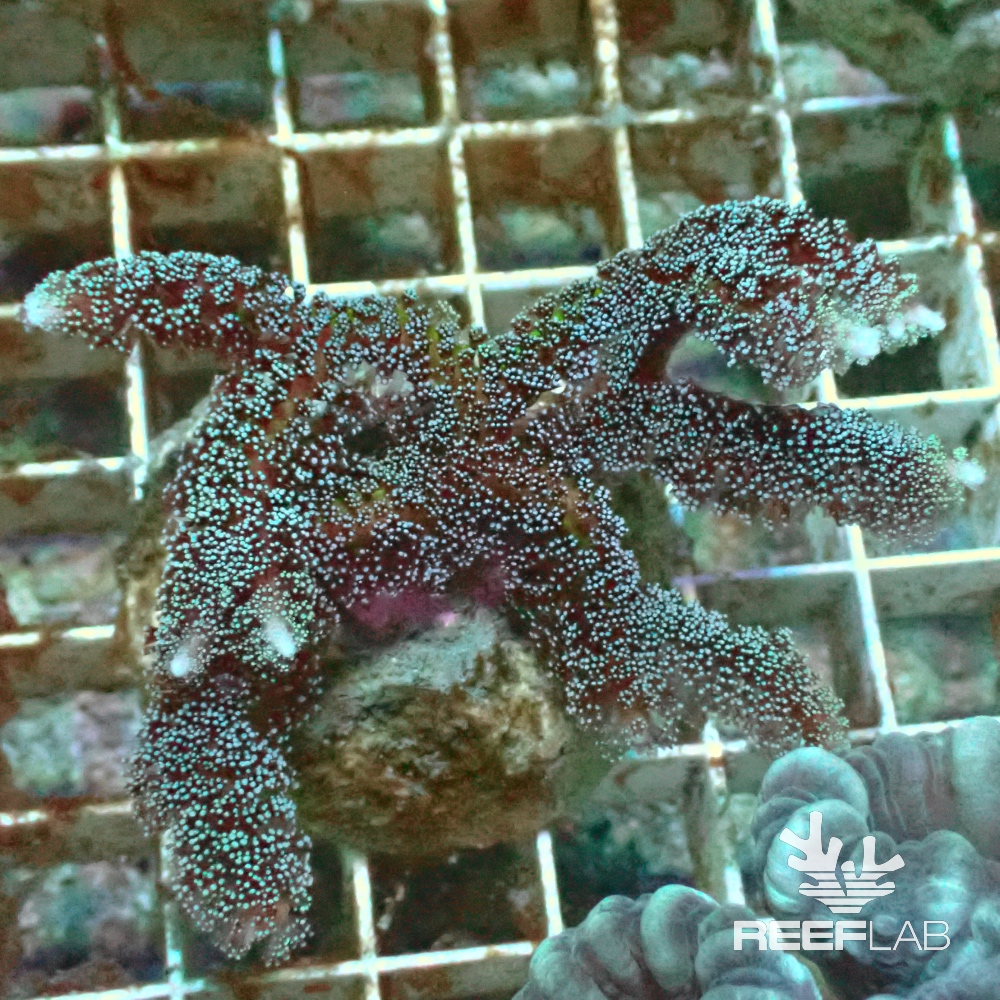 Seriatopora caliendrum "silver" | ReefLab