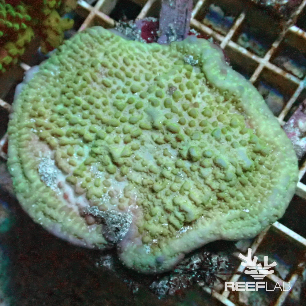 Montipora spp | ReefLab