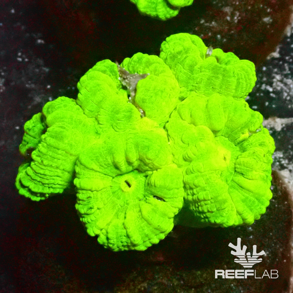Caulastrea spp "shocking green" | ReefLab