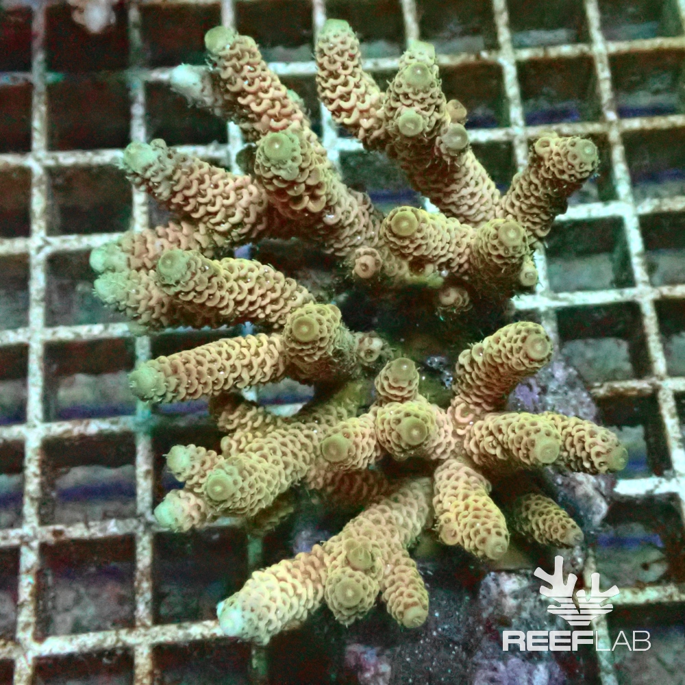 Acropora millepora | ReefLab
